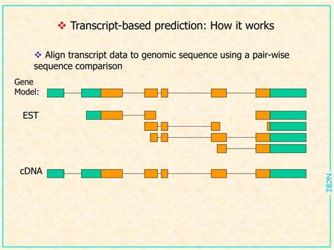 Ppt Gene Prediction And Annotation Techniques Basics Powerpoint Presentation Id152269