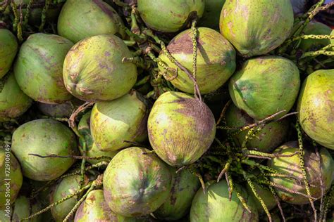 Pile Of Fresh Young Green Coconut Fruit Cocos Nucifera Is Famous
