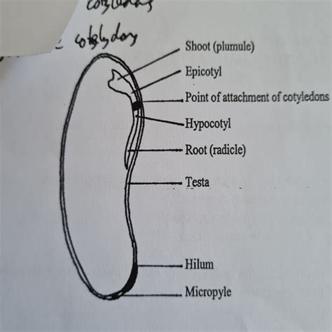 Botanical Examples Flashcards Quizlet