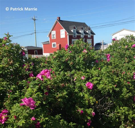 Heritage Foundation Of Newfoundland And Labrador Emma And Philip