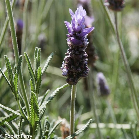 French Lavender Leaves