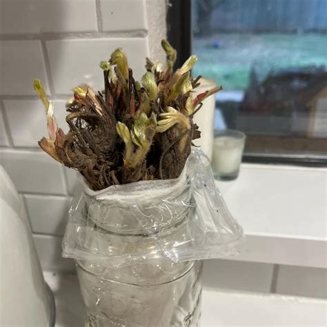 Ranunculus Picotee Pink Bulbs Ranunculus Corms Pink Ranunculus Flower Bulbs Buy 4 Sets Get 1