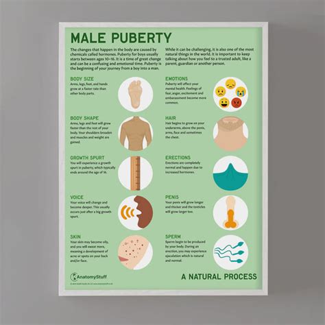 Male Puberty Poster Pshe School Education Chart Anatomystuff