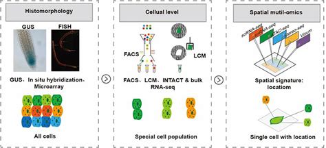 Spatial Transcriptomics Drives A New Era In Plant Research Yin 2023