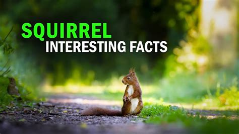 Squirrel Interesting Facts Youtube