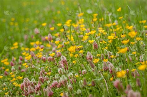 野地花在绿草的背景图片其他图片图片素材 花瓣网