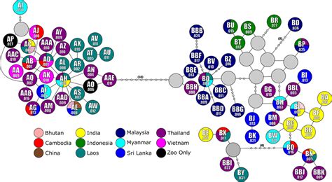 Haplotype Network For 69 Asian Elephant Mtdna Haplotypes With