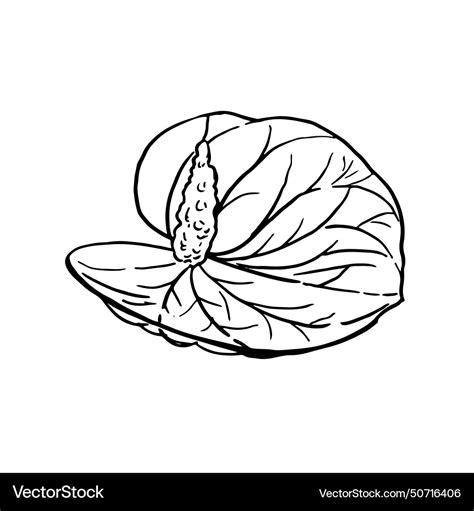 Anthurium Flowers On White Background Royalty Free Vector