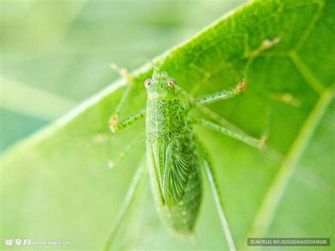 绿叶上的绿色小昆虫摄影图昆虫生物世界摄影图库昵图网