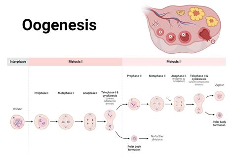 Sel Telur Struktur Jenis Fungsi Dan Oogenesis Inovasi Biologi