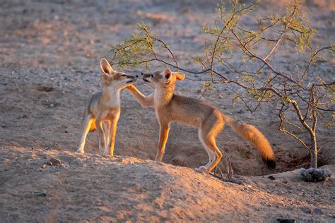 Kit Foxes Arizona Highways