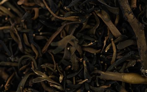 Algae Bio Foam Green Product Award