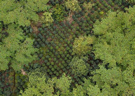 4 Key Benefits Of Agroforestry Pur