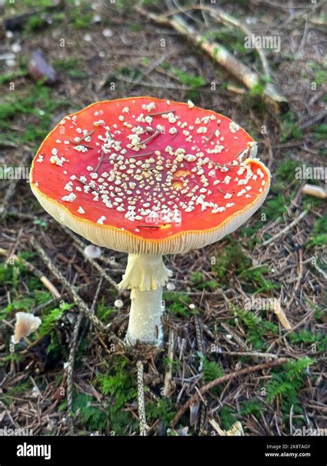 A Vertical Closeup Of Amanita Muscaria Commonly Known As The Fly