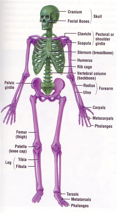 Labeled Diagram Skeletal System At Leanna Haynes Blog