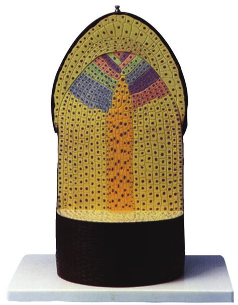 Root Model Sahara Scientific