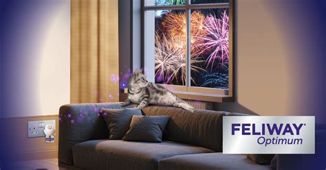Help Your Kitty Stay Serene Through Firework Celebrations Feliway