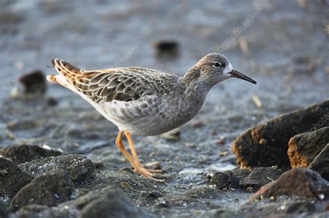 Ruff Stock Image C010 6098 Science Photo Library