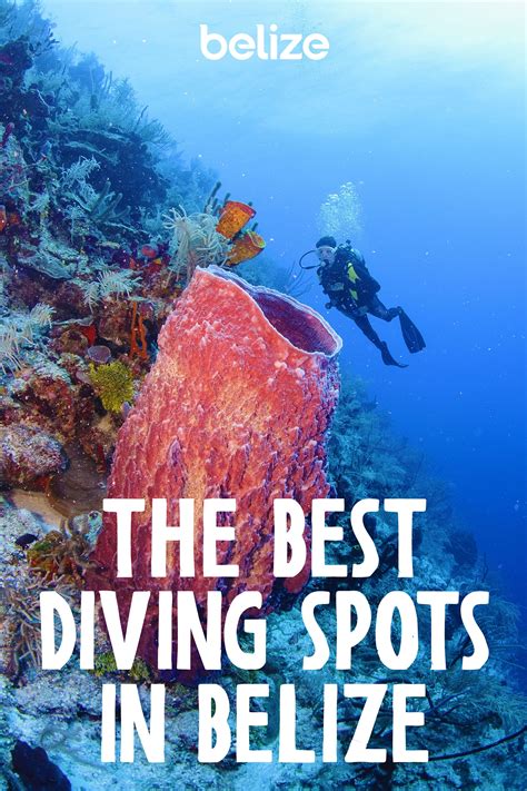 Best Diving Spots In Belize Artofit