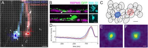 displaced and regular sonɑ rgcs share similar light response