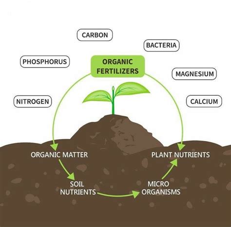 Vermicompost Organic Fertilizer Vermicomposting Plant Nutrients