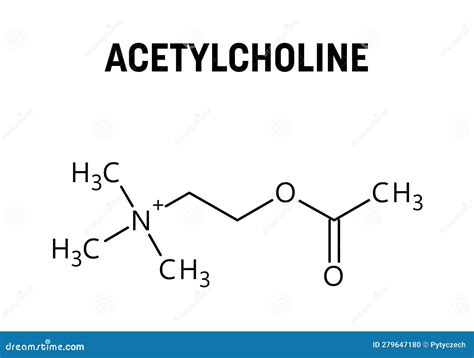 Acetylcholine Structural Formula Of Molecular Structure Vector