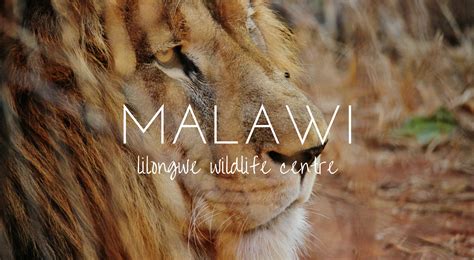 Malawi Life As A Wildlife Rehabilitation Assistant This Wild Life