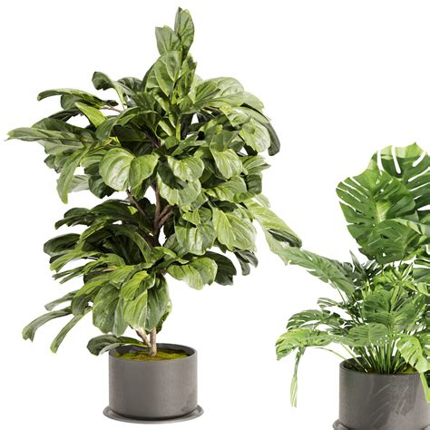 Collection Plant Vol 460 Indoor Corton Banana Monstera 3d Model Cgtrader