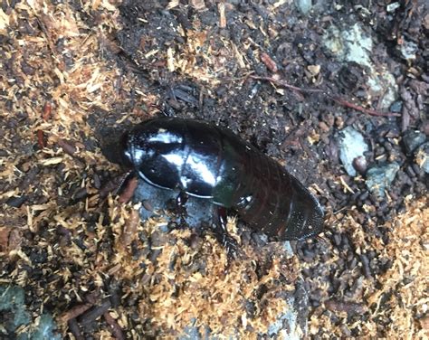 Cryptocercus Clevelandi Byers 1997