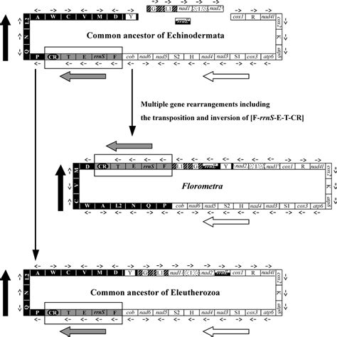 Inversion Of The Control Region During The Evolution Of Echinoderms