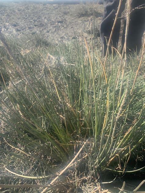 Common Arrowgrass From Island County Us Wa Us On September 24 2022