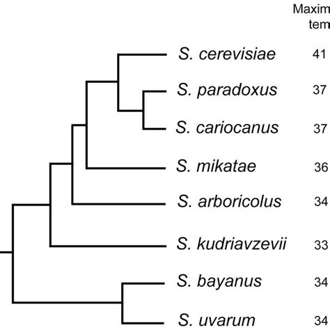 Schematic Representation Of The Phylogeny Of The Download Scientific