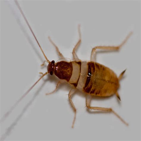 Tipos De Cucarachas Conoce Todas Las Que Existen