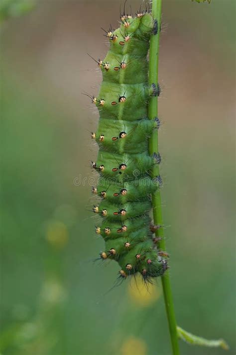 Vertical Closeup On A Green Spiky Caterpillar Of The Emperor Moth Saturnia Pavonia Hanging On