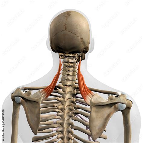 Levator Scapulae Muscles In Isolation Rear View Of Upper Back Human
