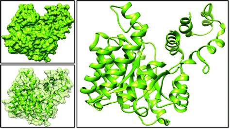 3d Structure Of Prodh2 Predicted Model Download Scientific Diagram