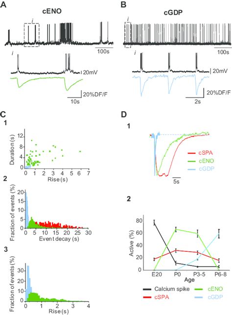 Single Cell Electrophysiological And Calcium Events Associated With
