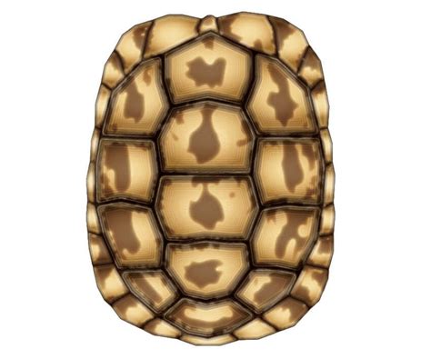 How To Create A Tortoise Shell Using The Appearance Panel In Adobe