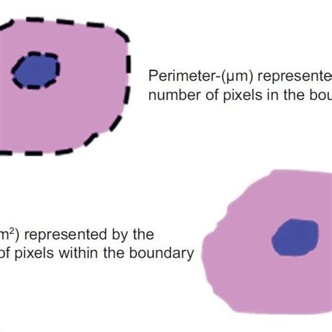 Illustrations And Formulas Of Parameter Size Download Scientific Diagram