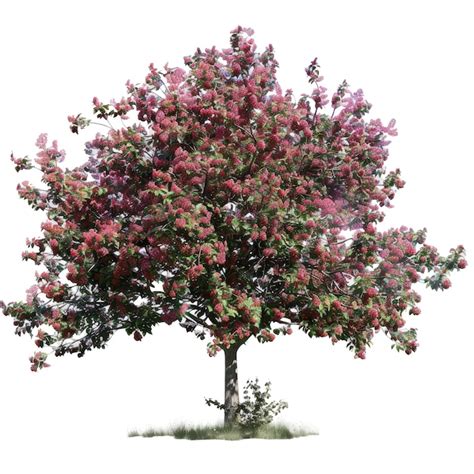 Page 2 Fruitless Cherry Tree Psd High Quality Free Psd Templates For Download Freepik