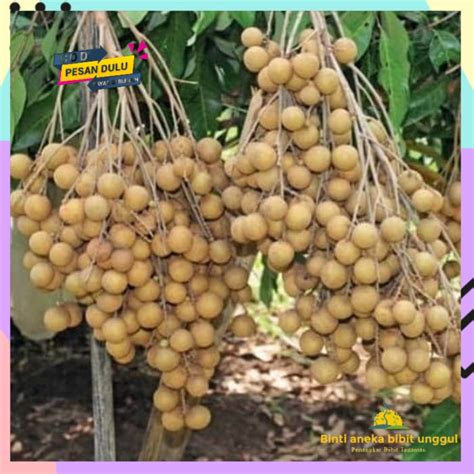 Jual Lengkeng Shopee Indonesia