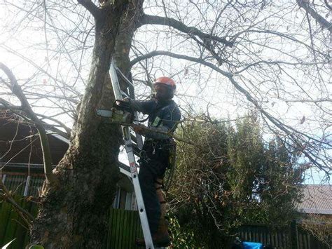 Gallery Brian S Tree Services