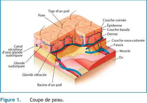 Subcutaneous Layer