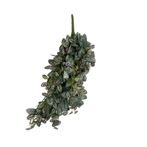 Hypoestes Phyllostachya 40 Cm Green Bubble