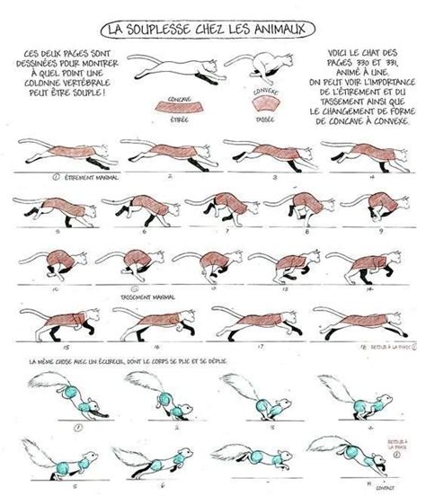 image result for lion run cycle animation storyboard animation