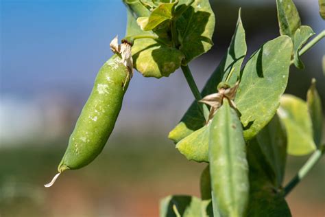 Faba Bean Icarda