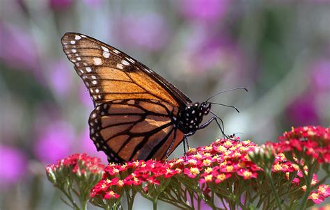 Monarch Danaus Plexippus The Monarch Butterfly Or Simply Flickr
