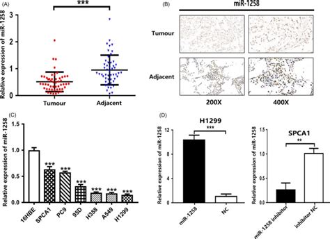 Microrna‐1258 Suppresses Tumour Progression Via Grb2 Ras Erk Pathway In Non‐small‐cell Lung