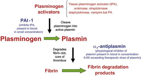 Plasmin Plasmin Function Plasmin Inhibitor And Plasmin Activator