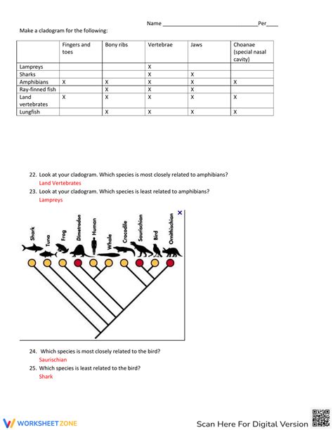 Cladogram Worksheet Middle School Building A Phylogenetic Tree
